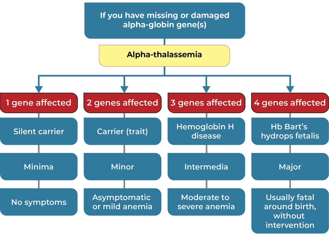 How is thalassemia described? | RethinkThalassemia
